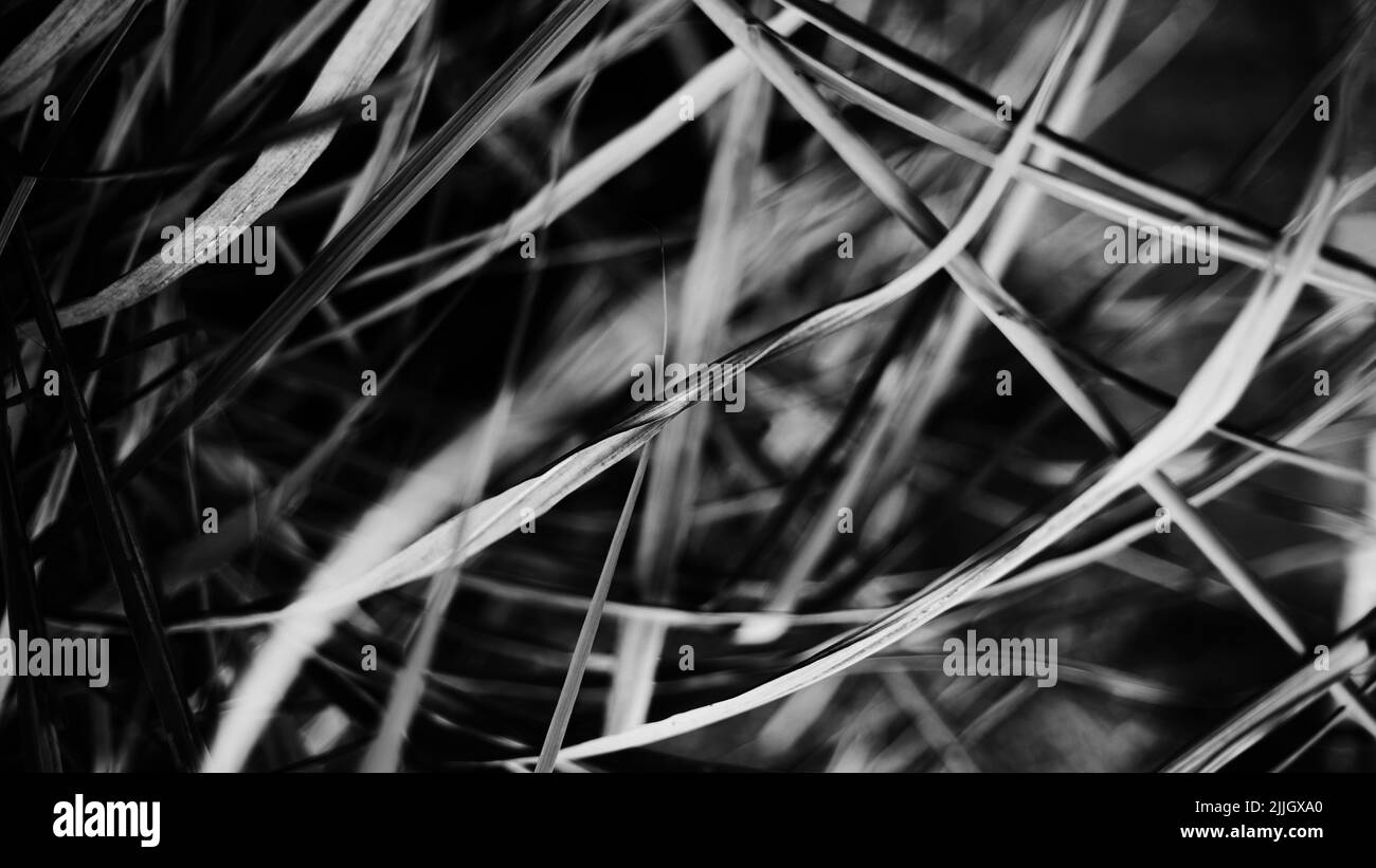 A grayscale herbs and grass background Stock Photo - Alamy