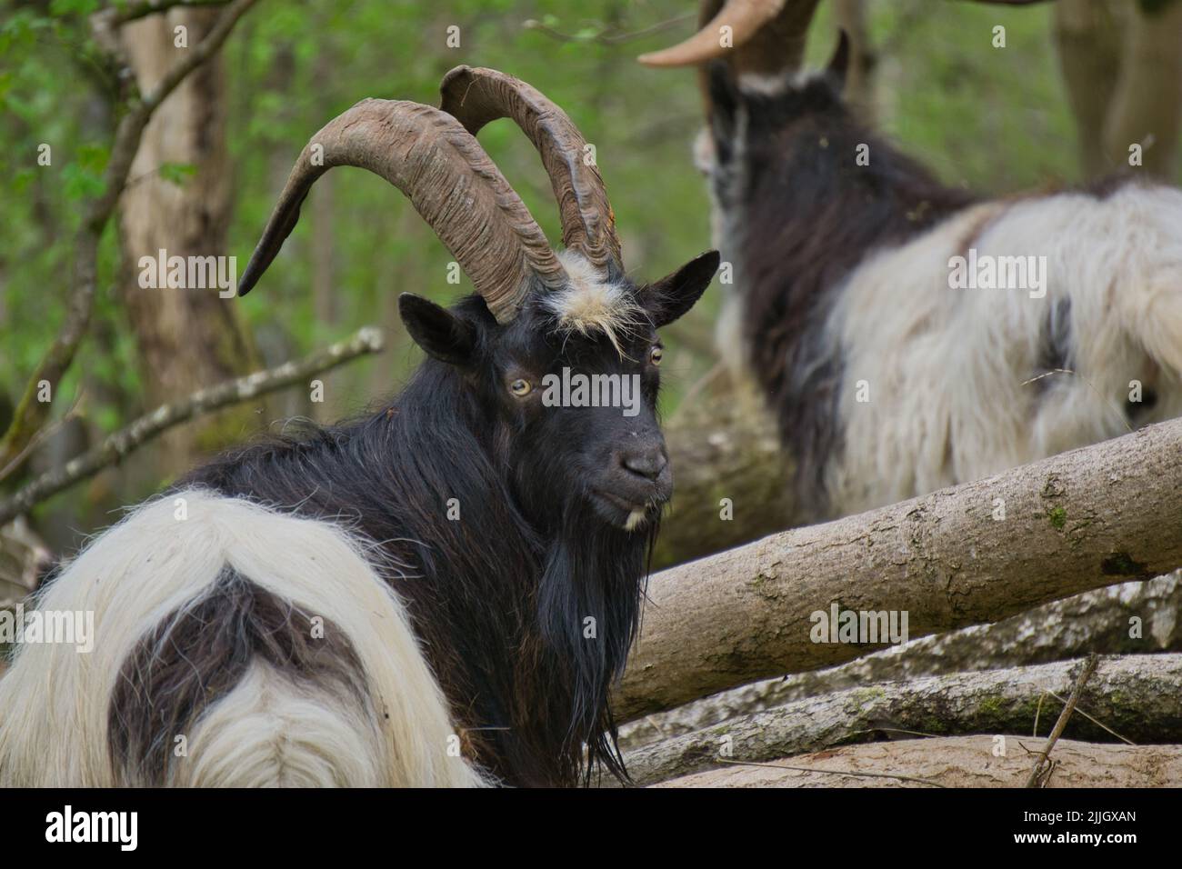 White male goat grazing hi-res stock photography and images - Alamy