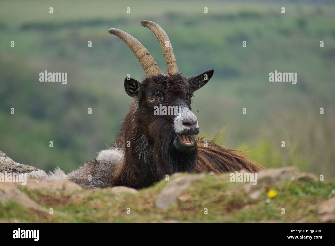 A male goat sitting in a field on blurred background Stock Photo - Alamy