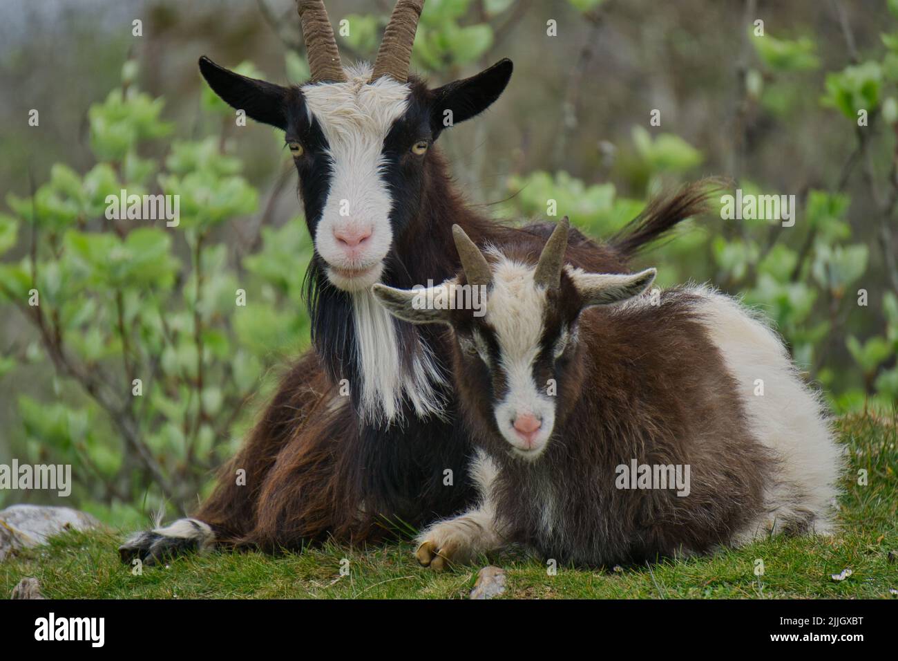 A beautiful two goats, small and big sitting on grass with blurred ...