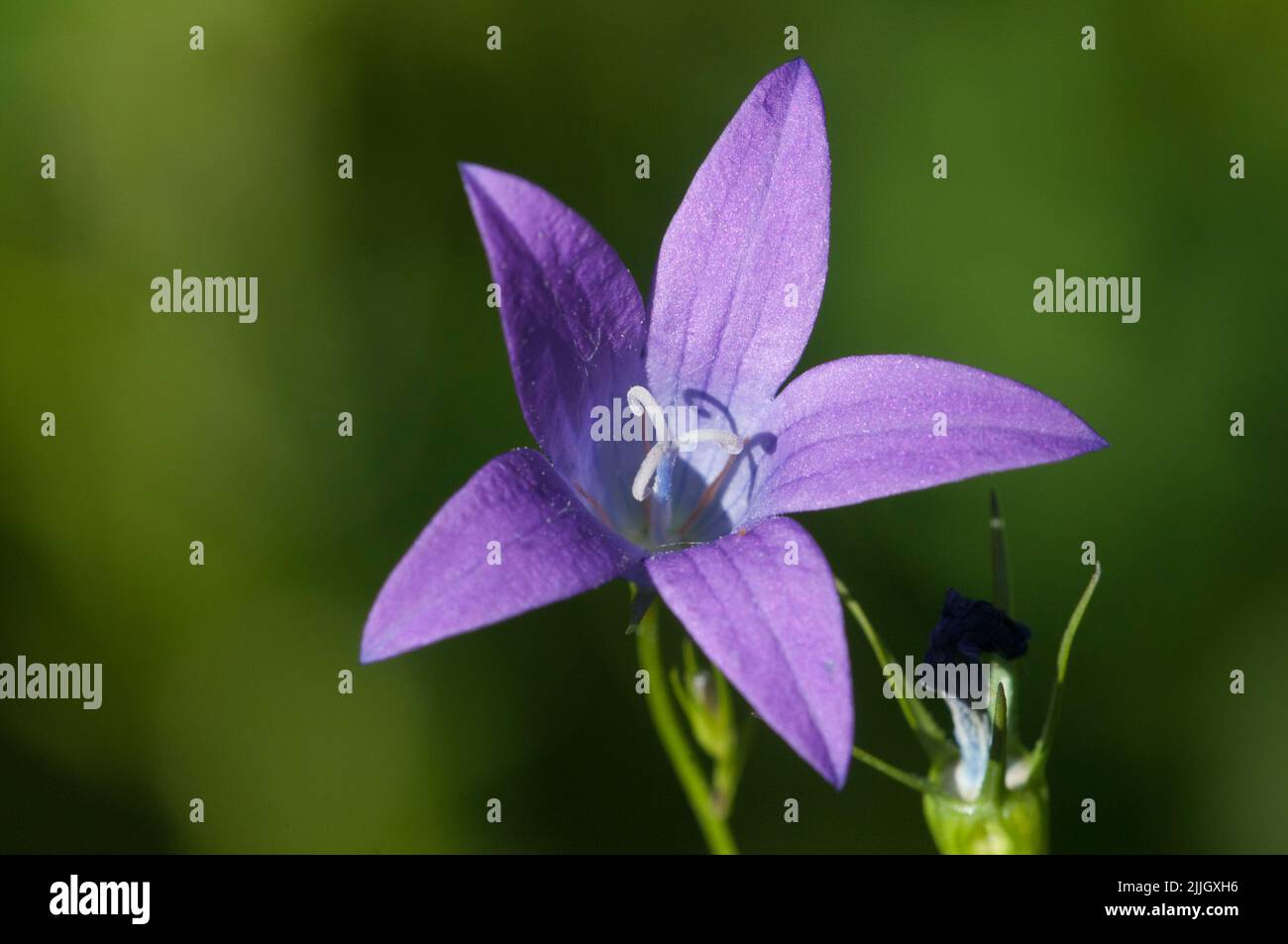 Campanula patula (spreading bellflower) flowers in a grass, close up ...