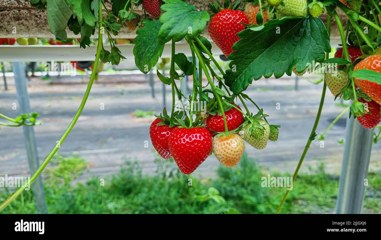 Red strawberries grow on high beds. Berry hanging down Stock Photo - Alamy