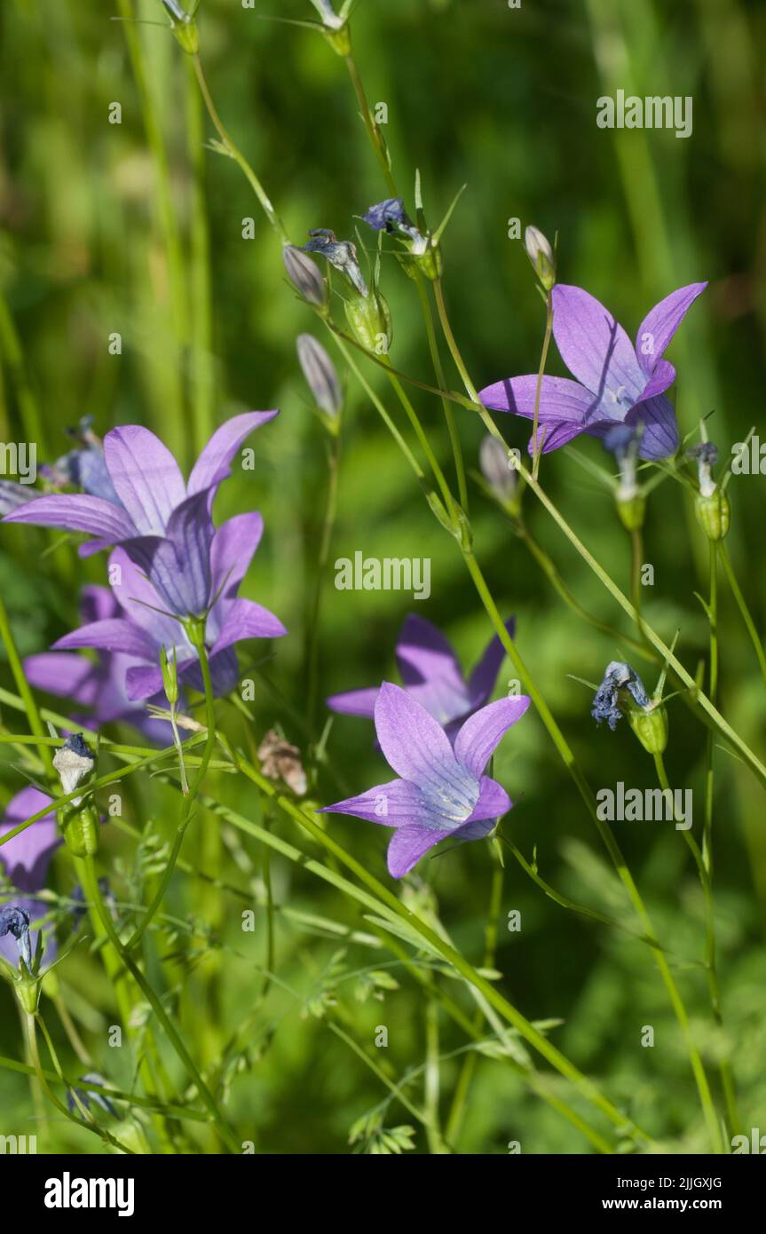 Campanula patula (spreading bellflower) flowers in a grass, close up ...