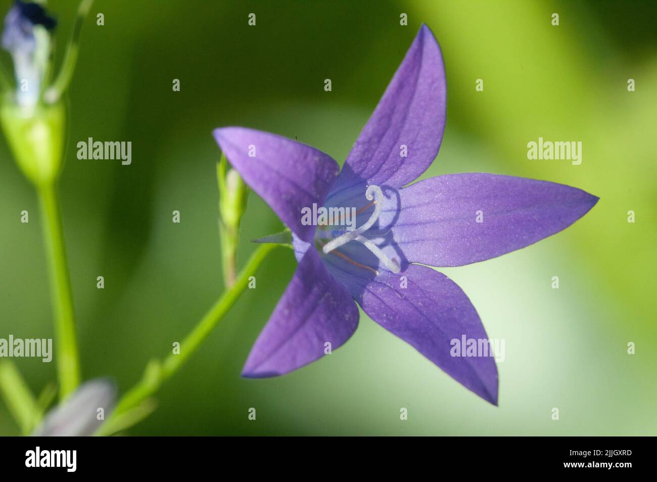 Campanula patula (spreading bellflower) flowers in a grass, close up ...