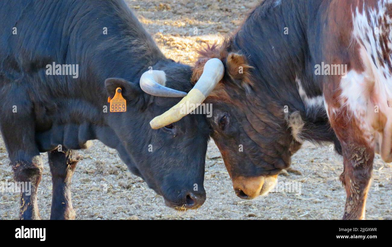 Two horns black outdoor hi-res stock photography and images - Alamy