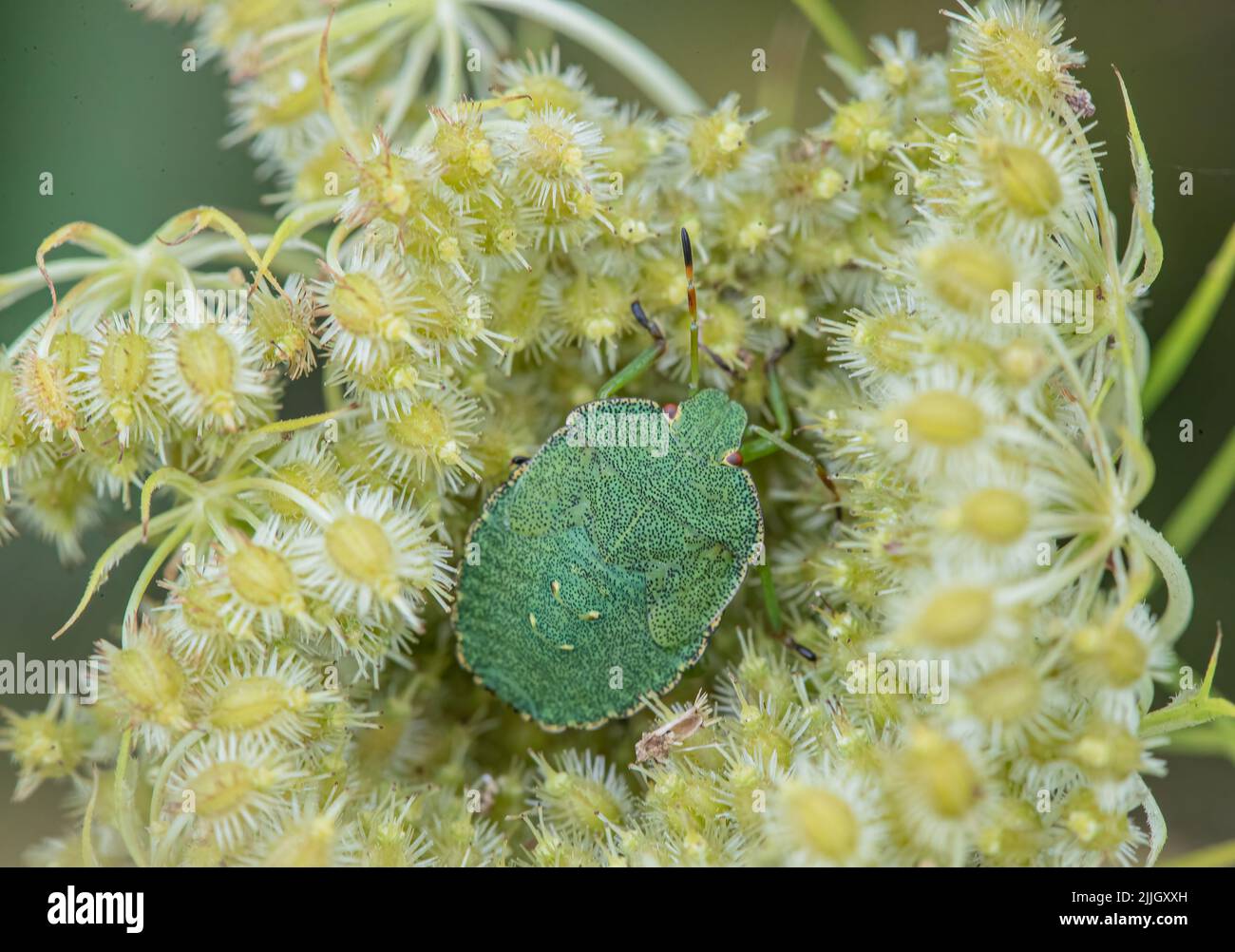Green shield bug on pale hi-res stock photography and images - Alamy