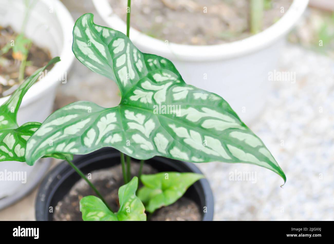 Cercestis mirabilis hi-res stock photography and images - Alamy