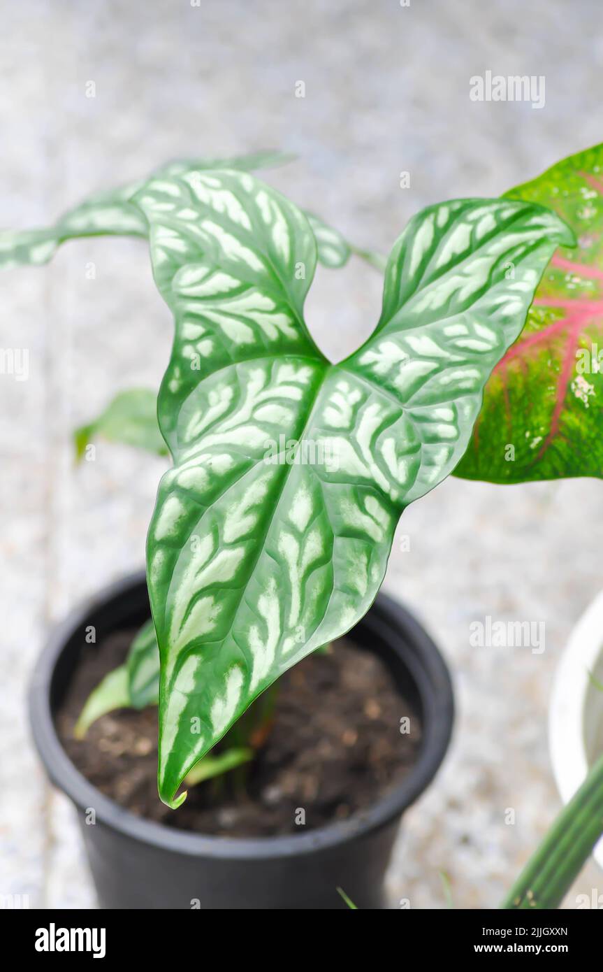 Cercestis mirabilis hi-res stock photography and images - Alamy