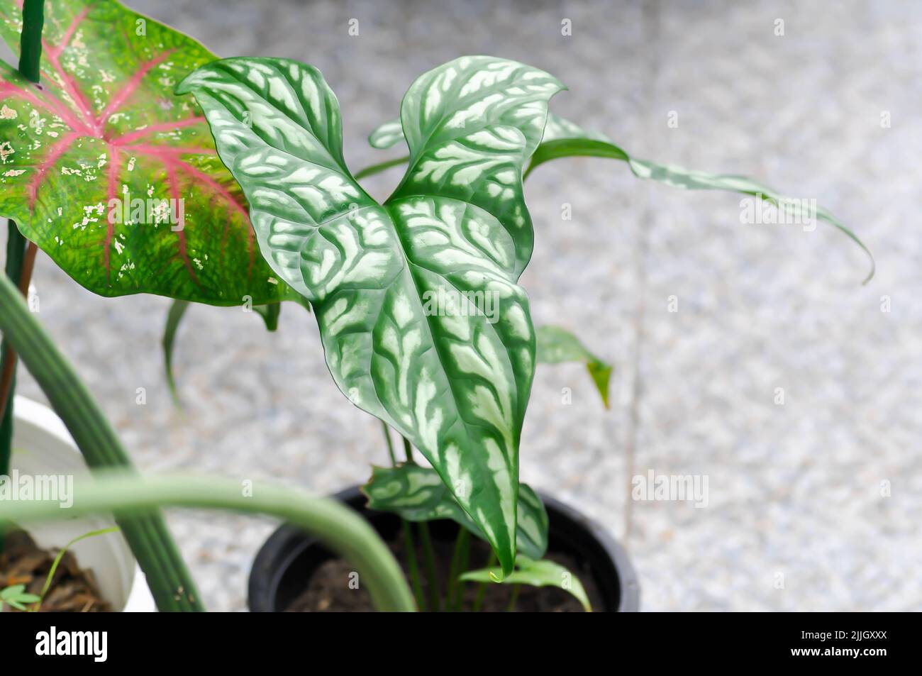 Cercestis mirabilis hi-res stock photography and images - Alamy