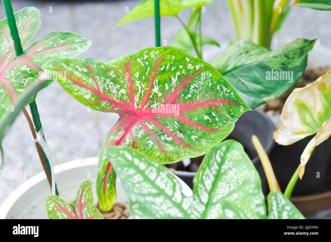 Caladium, Caladium Bicolor Vent or Caladium bicolor or pink leaf or ...