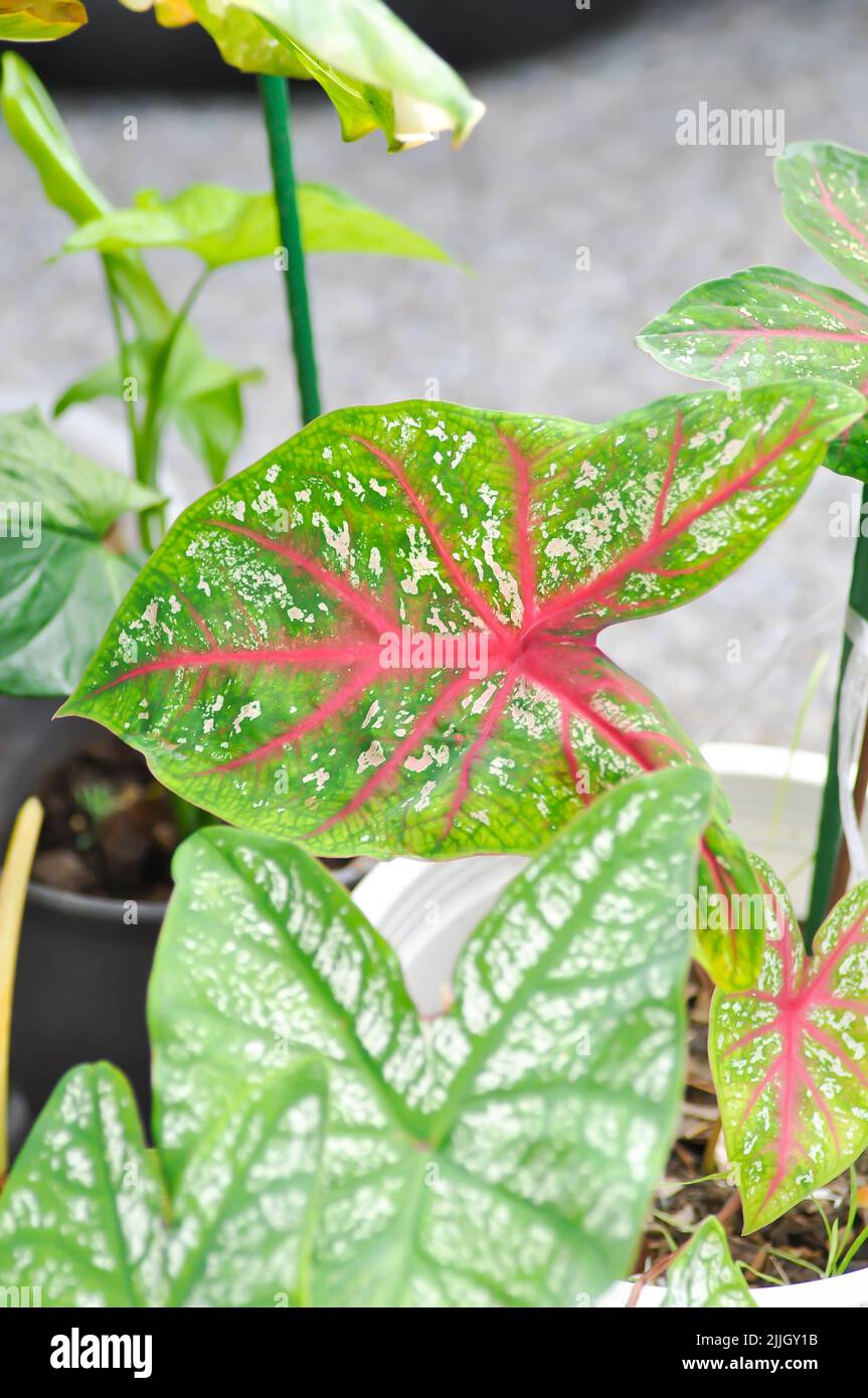 Caladium, Caladium Bicolor Vent or Caladium bicolor or pink leaf or ...