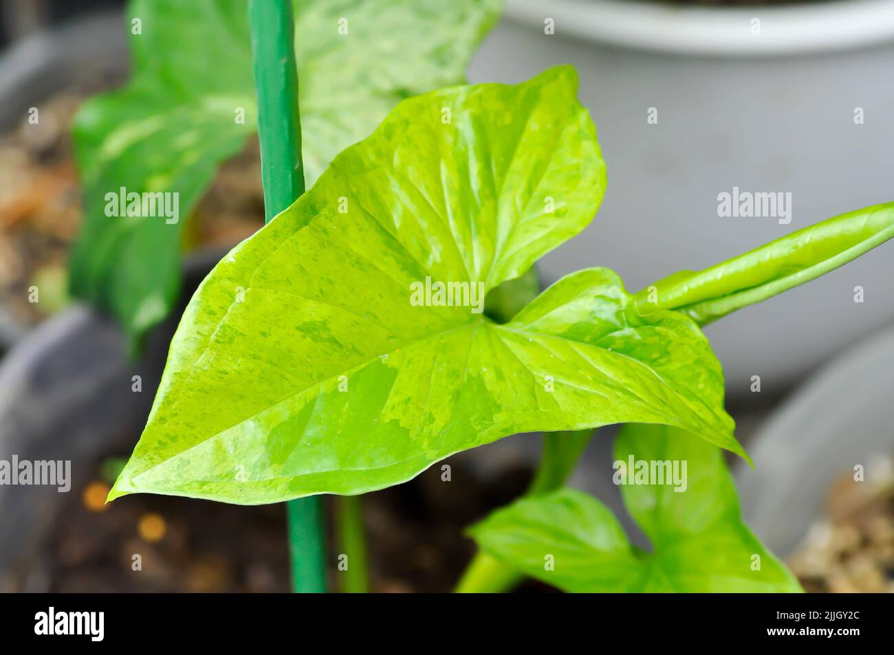 Syngonium podophyllum mojito hi-res stock photography and images - Alamy