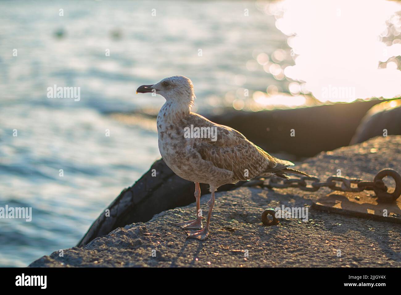 Seagull in front of the new mosque with a blurred background. Sea gull ...