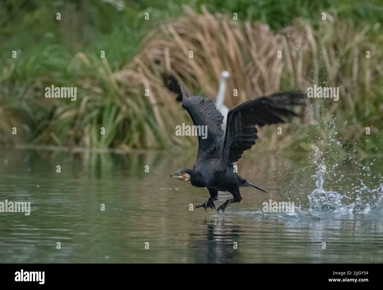 A reptilian like black Cormorant with webbed feet outstretched, ready ...