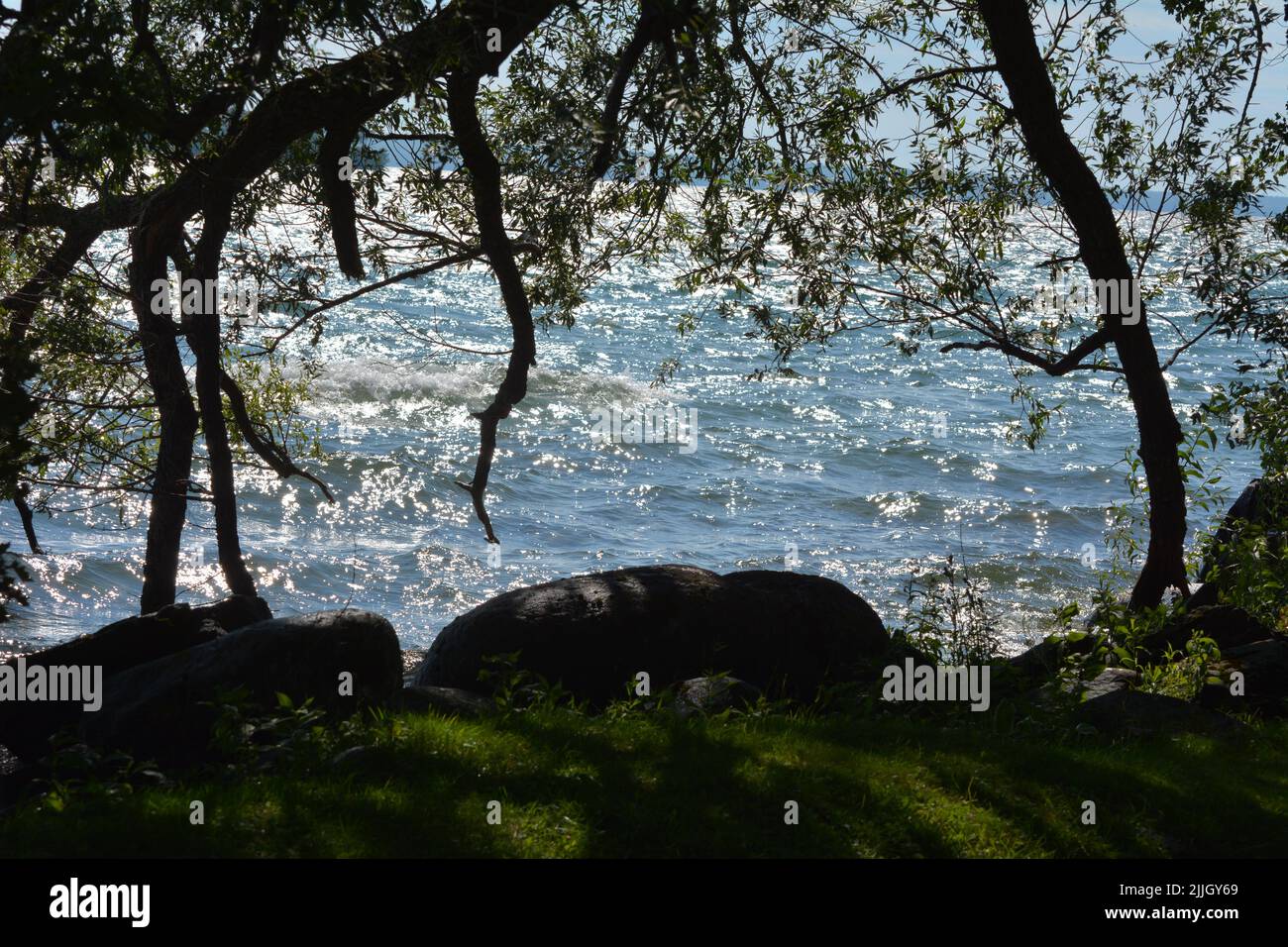 Willow trees near water with low sum behind Stock Photo - Alamy