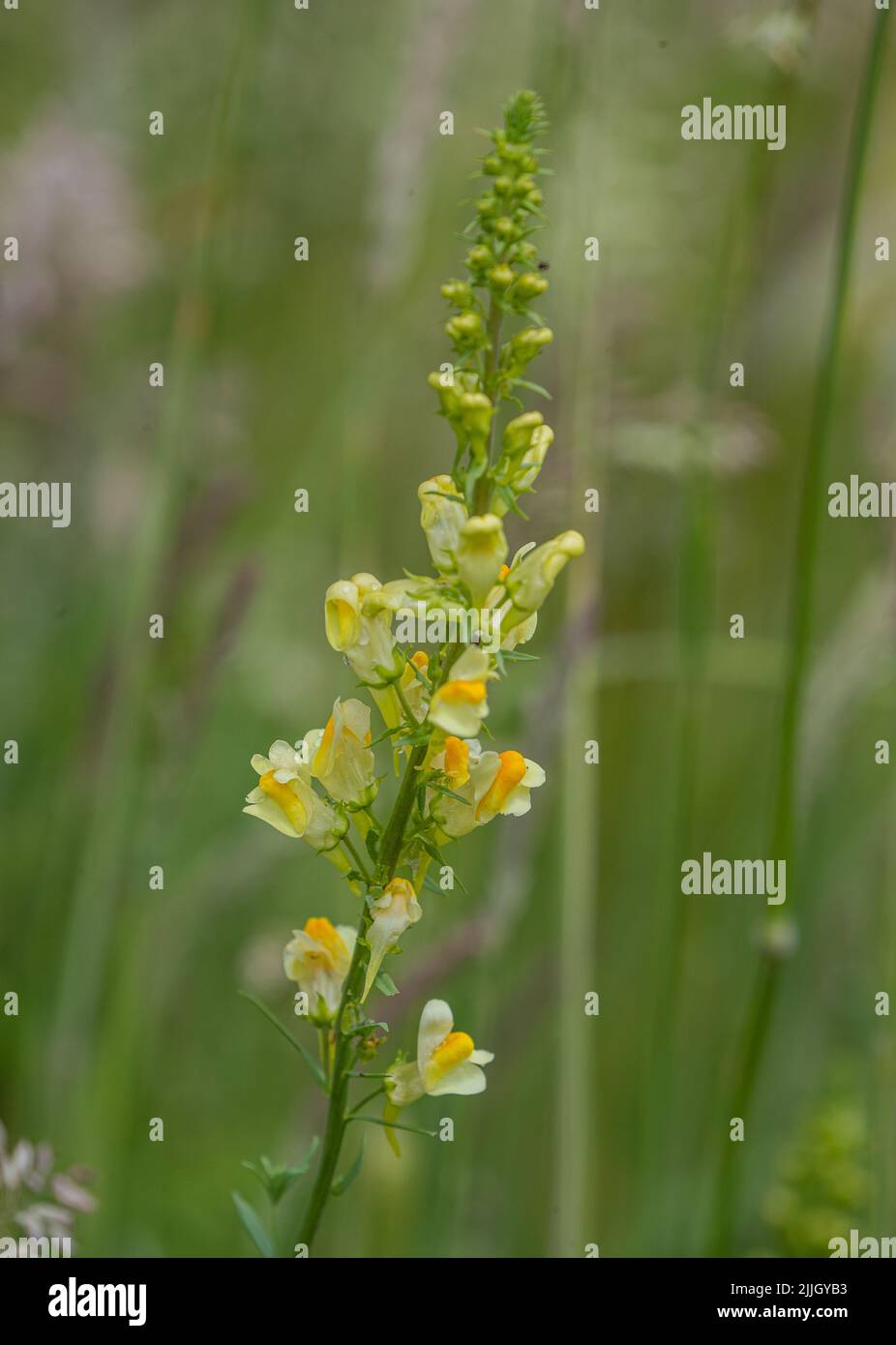 The beautiful wildflower - Common Toadflax (Linaria vulgaris) Norfolk ...