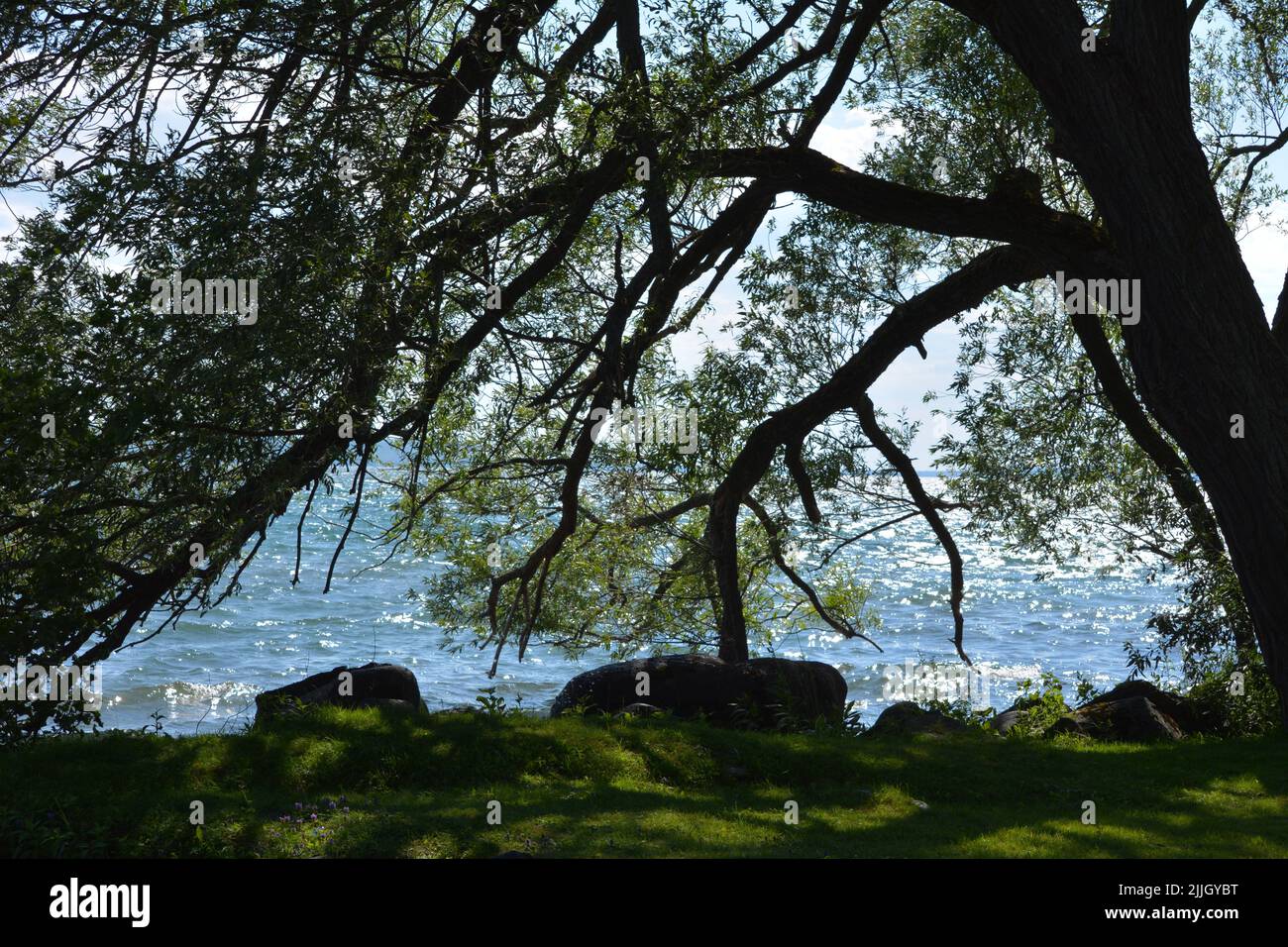 Willow trees near water with low sum behind Stock Photo - Alamy