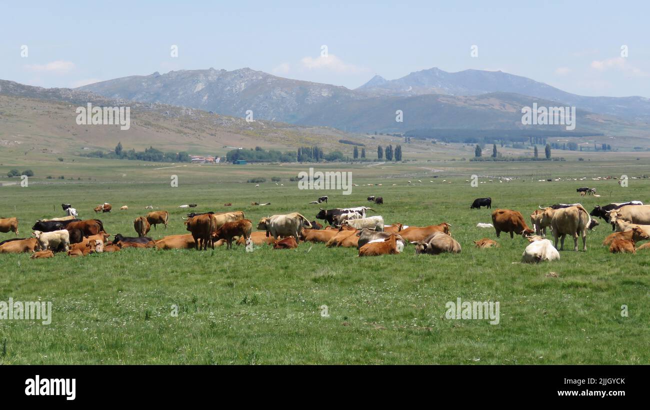The cows grazing and resting in the green field with mountains in the ...