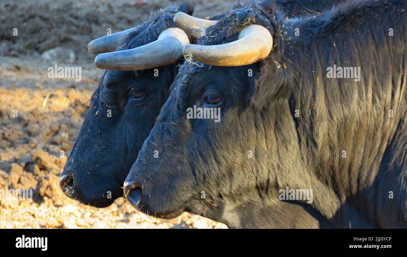 Two bulls on a hi-res stock photography and images - Alamy