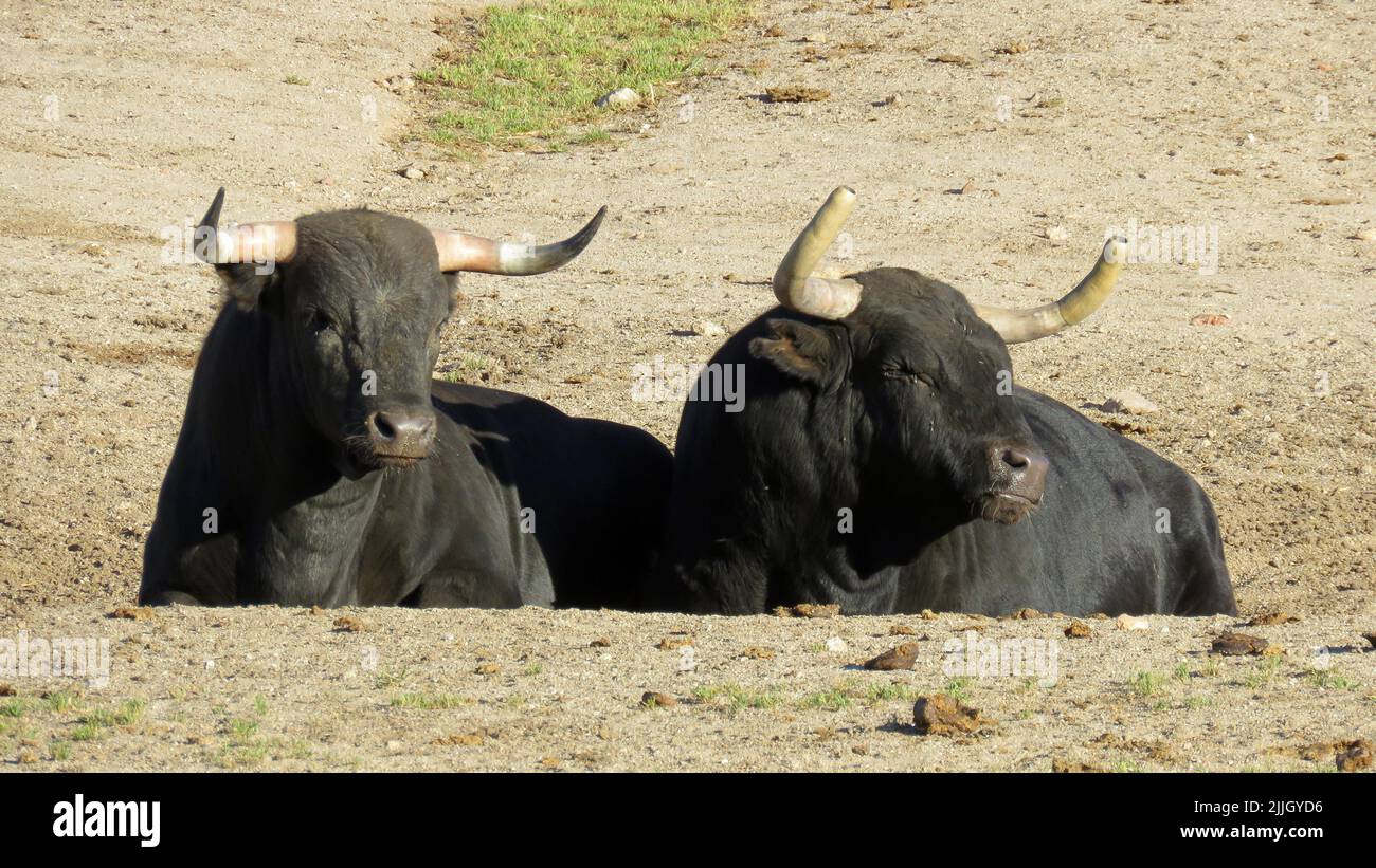 The two black bulls with horns on a sunny day outdoors Stock Photo - Alamy