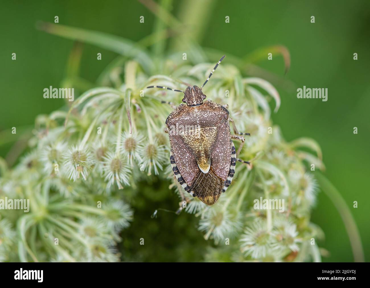 A Hairy Shield Bug (Dolycoris baccarum) feeding on Wild Carrot( Daucus ...