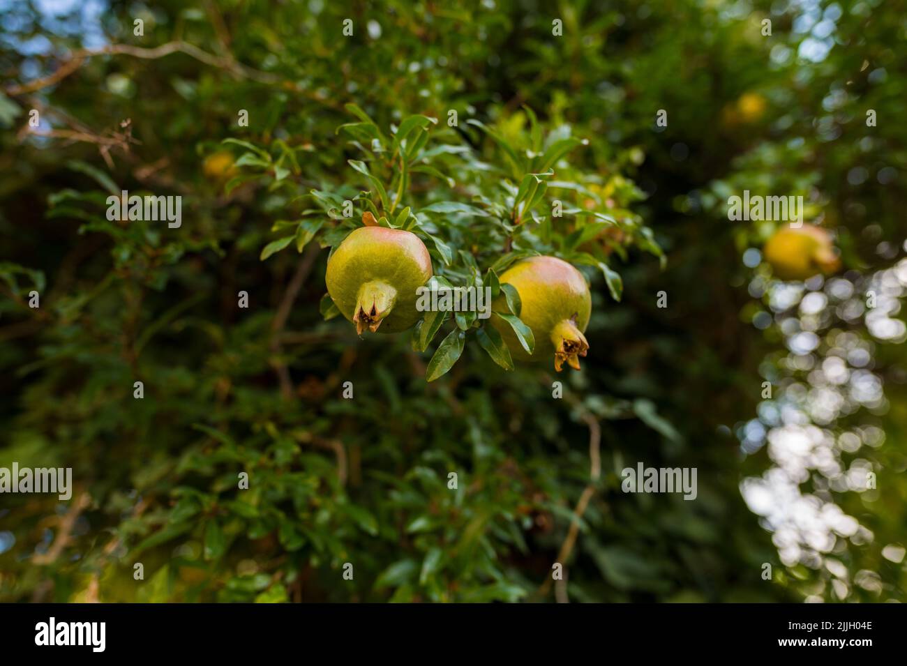 Closeup of unripe pomegranate hanging on tree branch in garden. A fresh ...