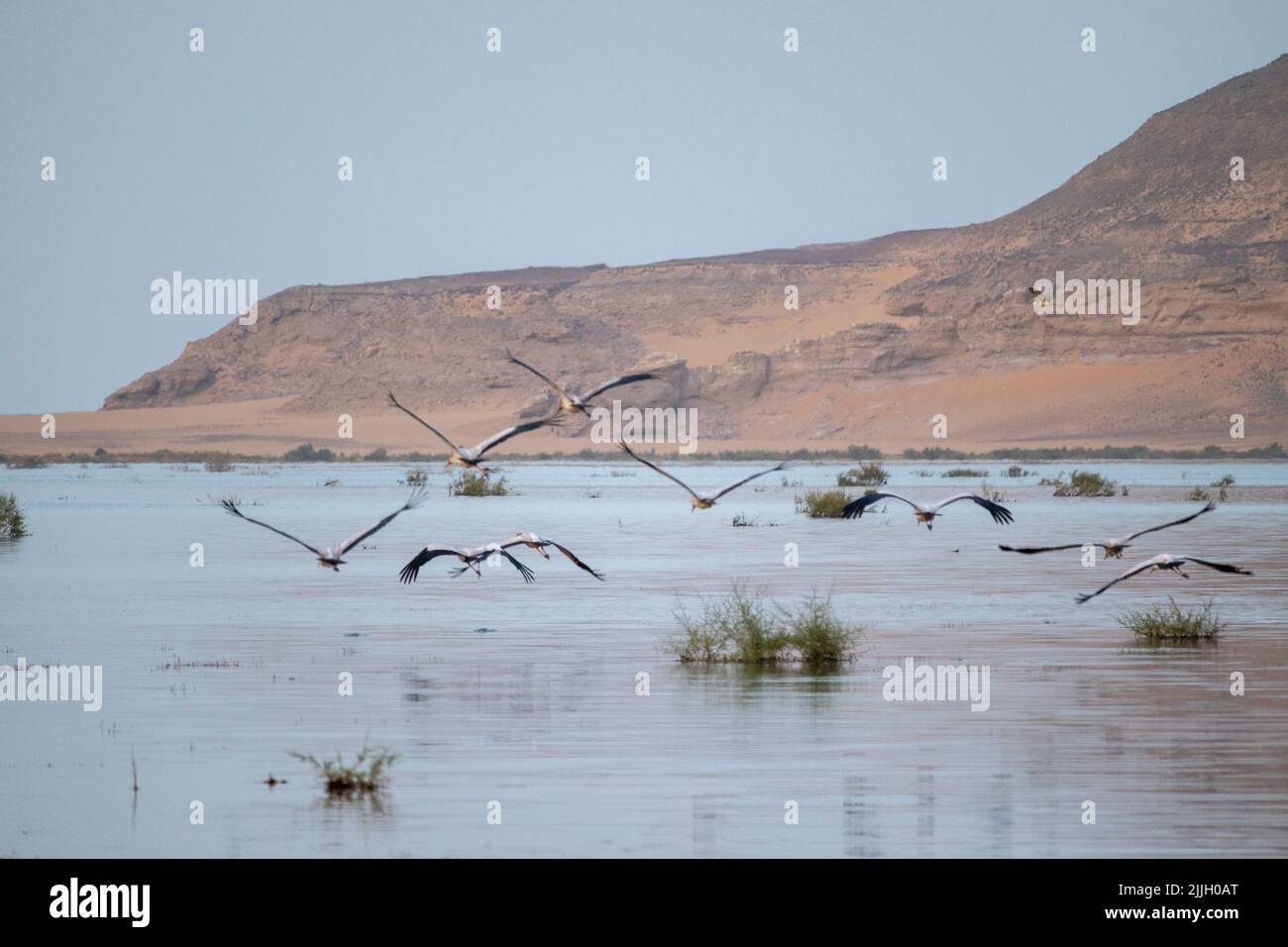 A group of yellow billed storks wading in a river in Egypt Stock Photo ...