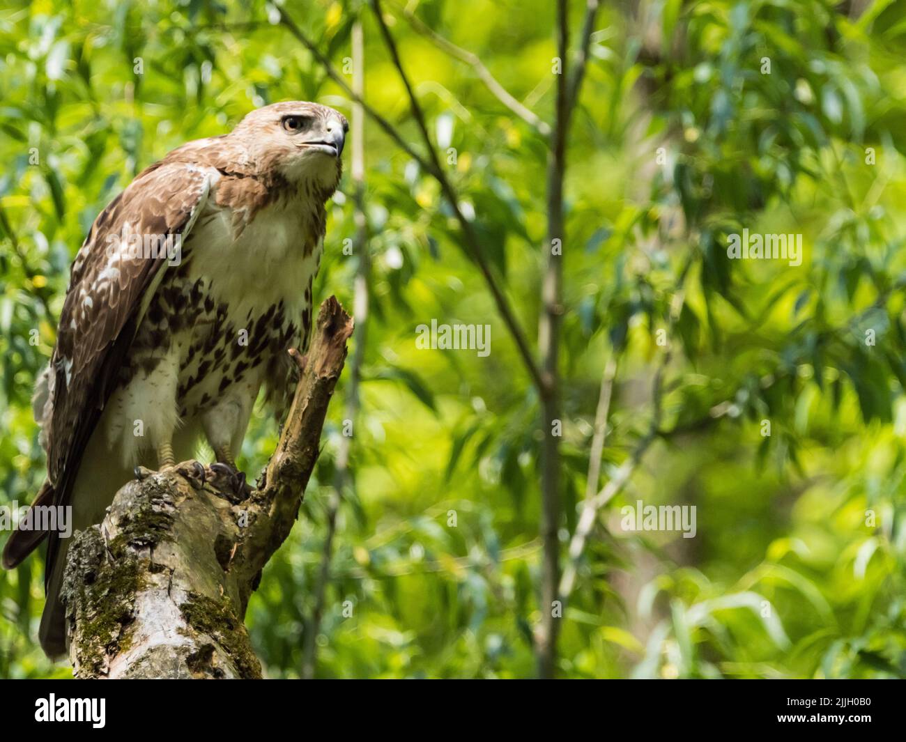 A closeup of a red tailed hawk looking for prey in the woods at ...