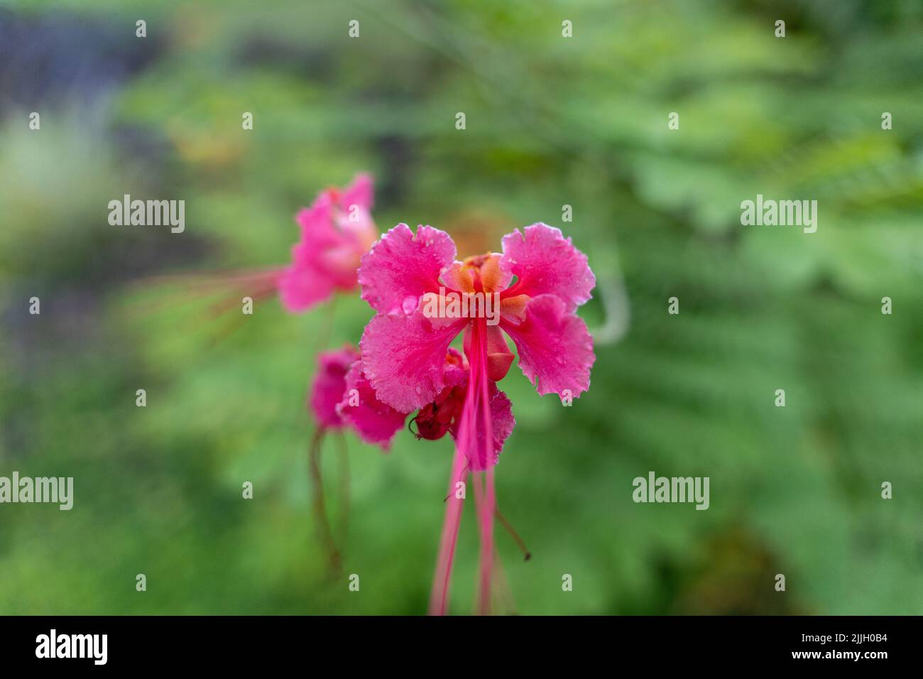 A soft focus of a pink peacock flower blooming against blurry greenery ...