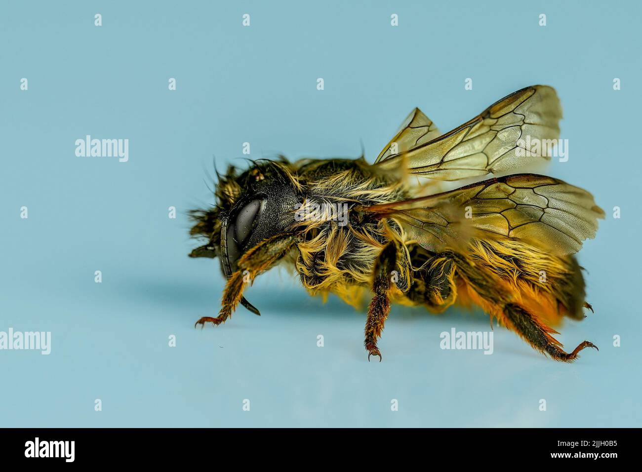 Insect with fuzzy wings hi-res stock photography and images - Alamy