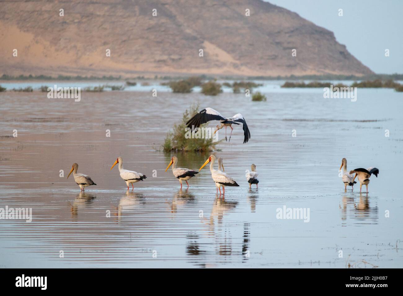 A group of yellow billed storks flying over a river in Egypt Stock ...