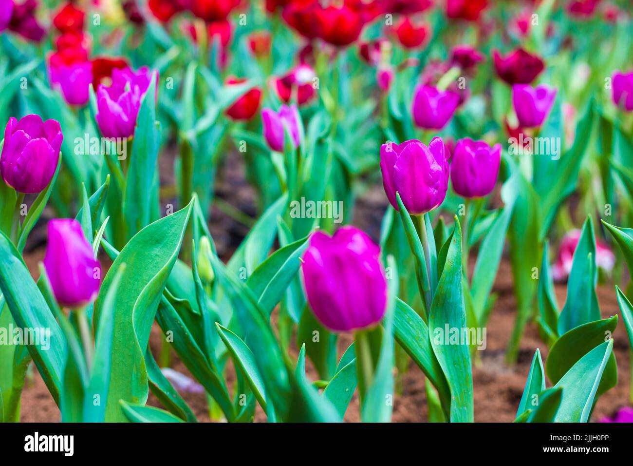 Colorful tulip flower botanic garden flora background Stock Photo - Alamy