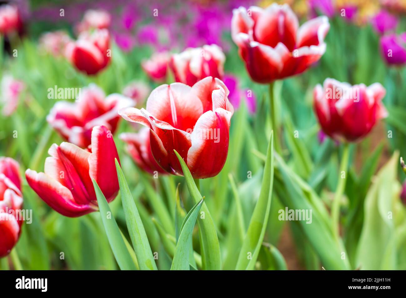 Colorful tulip flower botanic garden flora background Stock Photo - Alamy