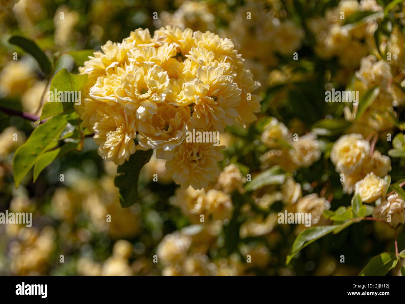 Lady banks rose hi-res stock photography and images - Alamy