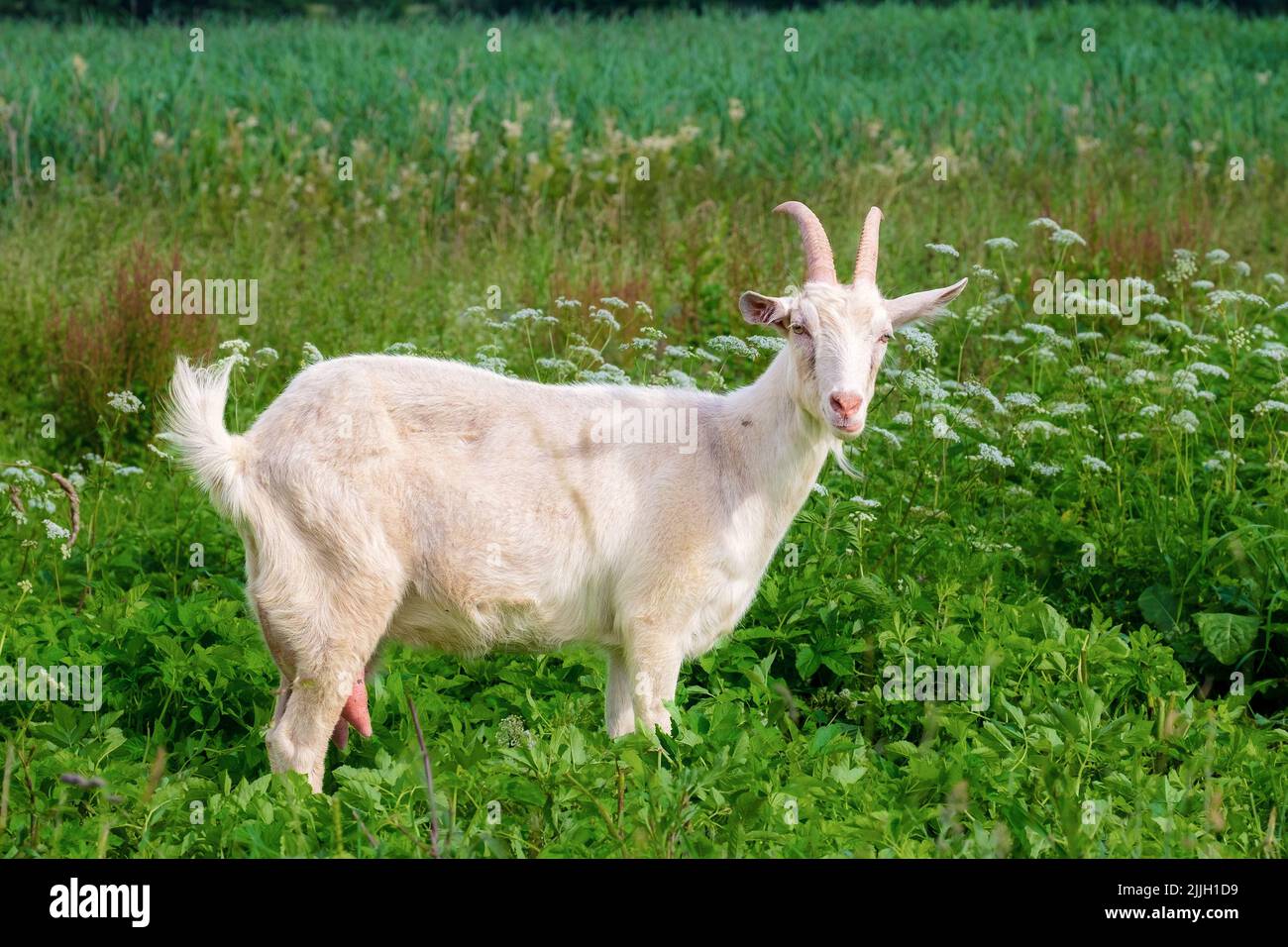 Full-length white goat in profile. Looks at the camera and chews grass ...