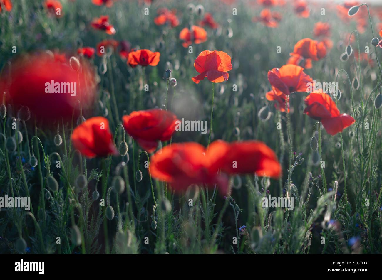 Red poppies close-up on an endless field with beautiful sunlight Stock ...