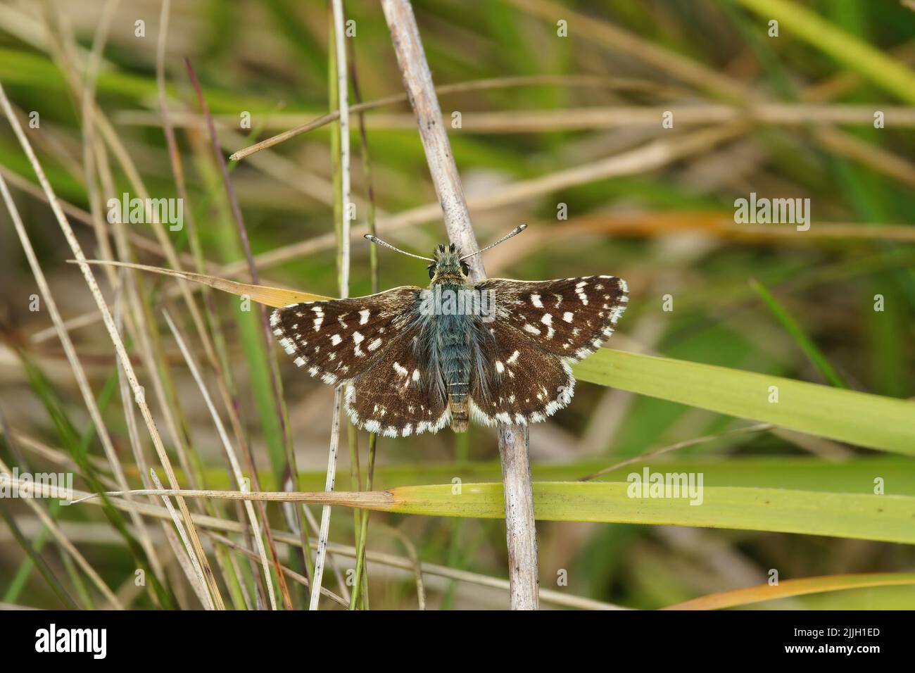 Closeup on a small brown red underwing skipper , Spialia sertorius ...