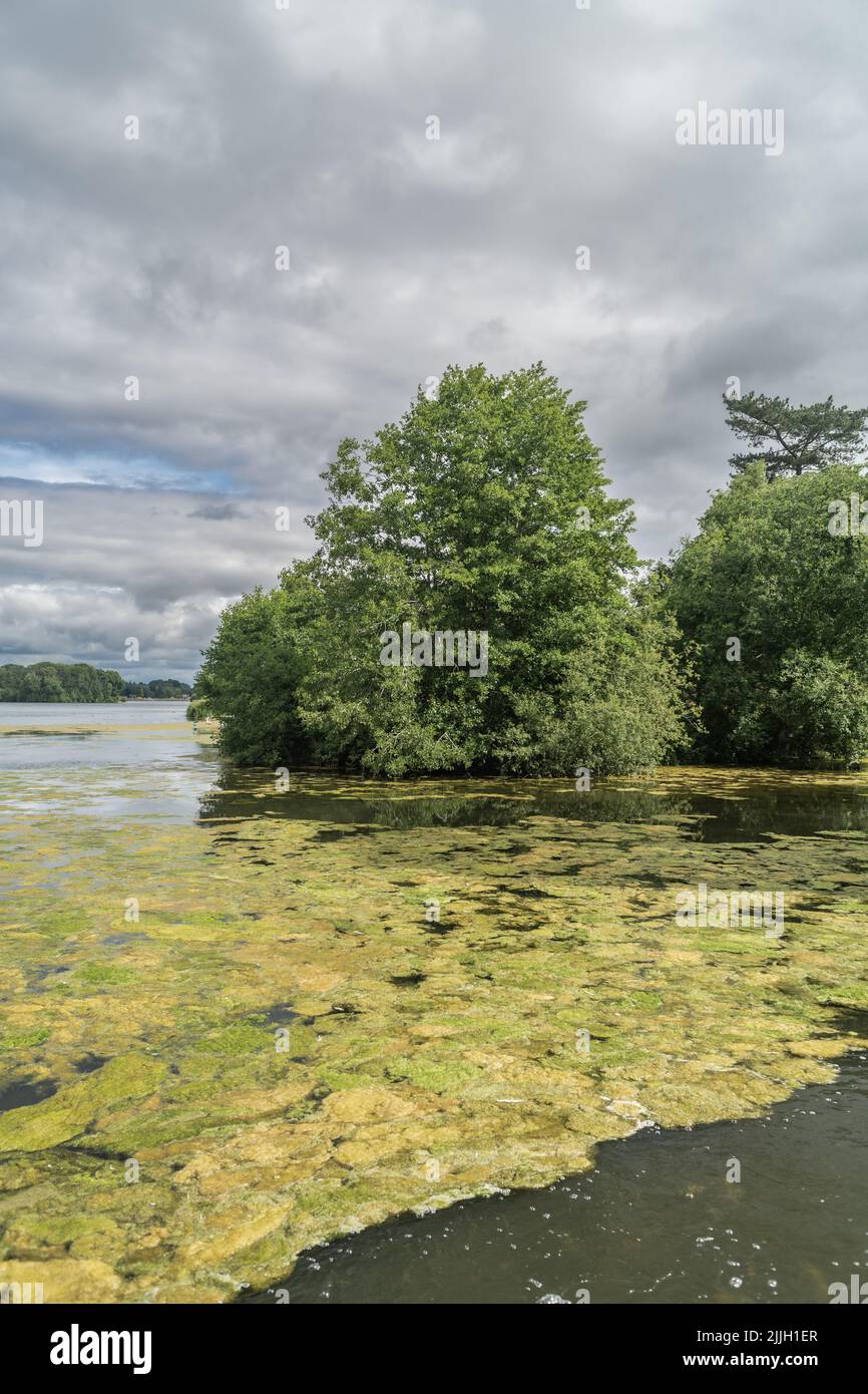 Staffordshire Lake water with algae sunny Day, Stoke-on-Trent, UK Stock ...