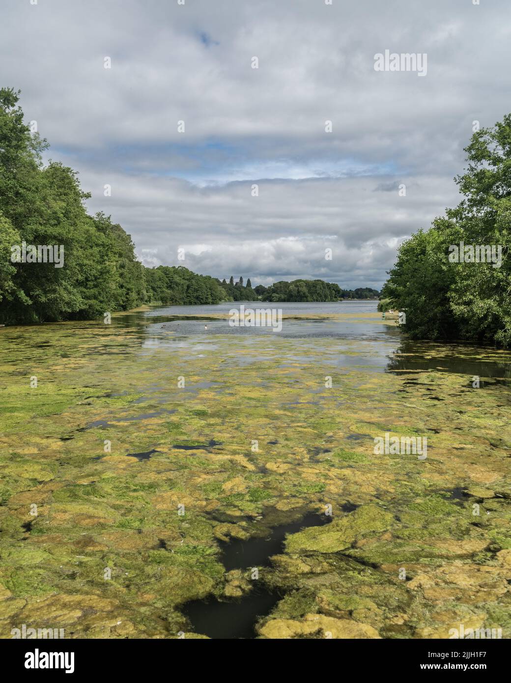 Staffordshire Lake water with algae sunny Day, Stoke-on-Trent, UK Stock ...