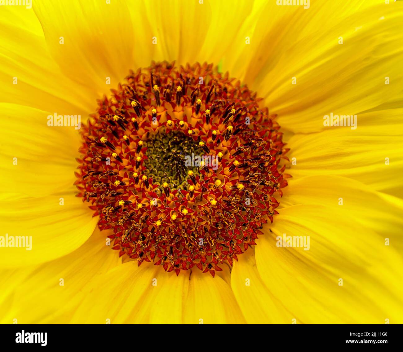 Inside a sunflower head hi-res stock photography and images - Alamy