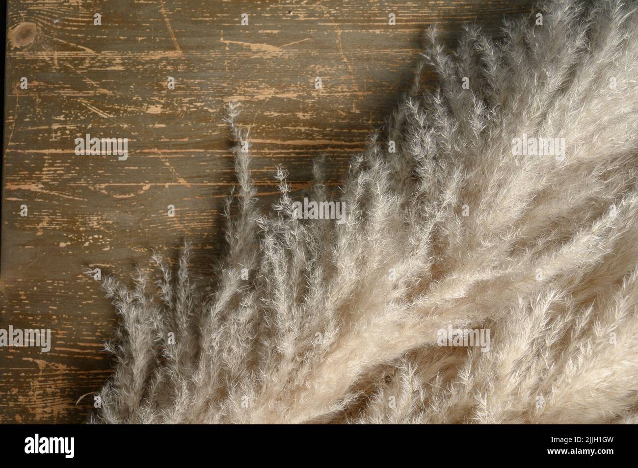 Fluffy plant nature background. Spikelets collected on the field Stock ...