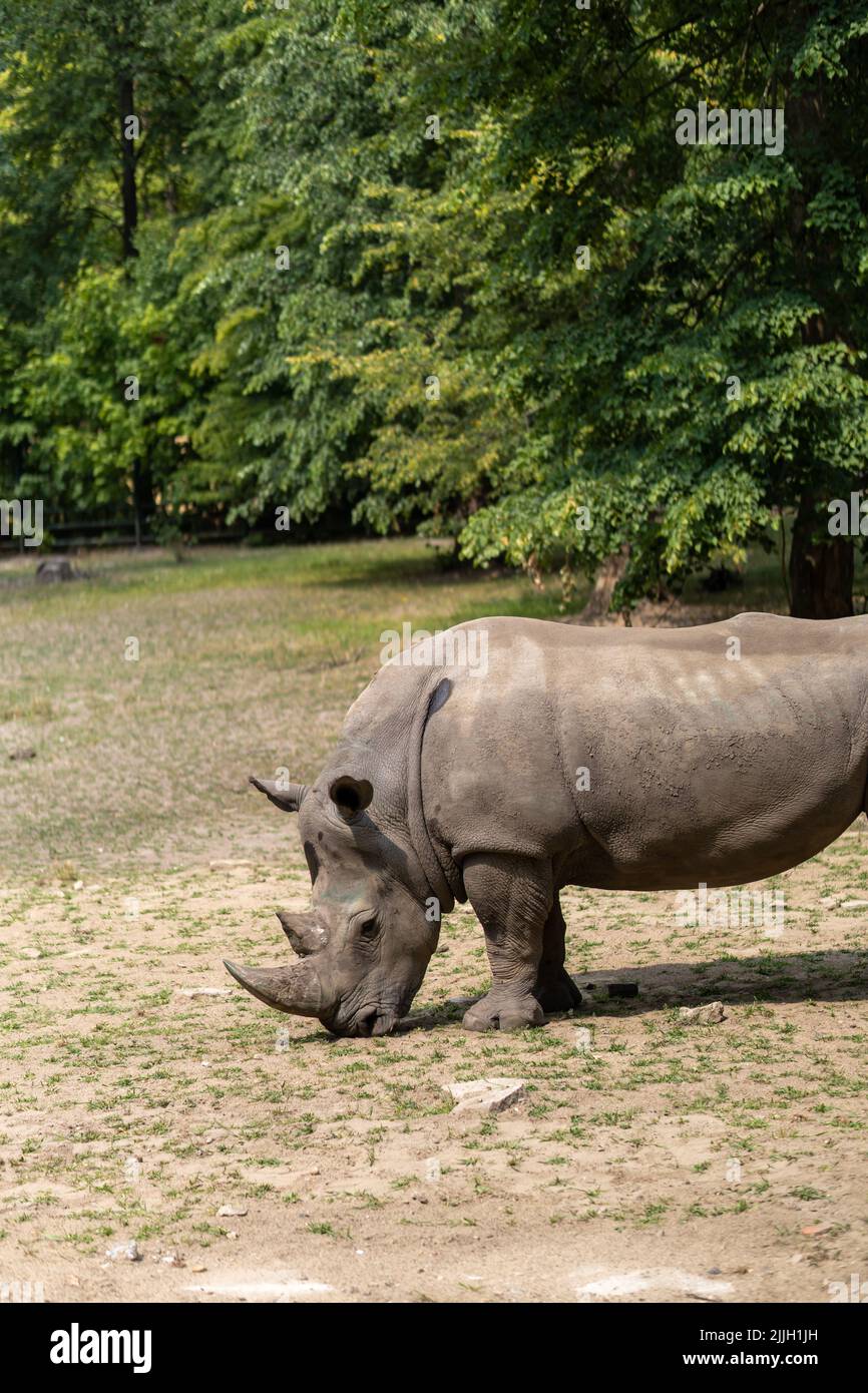 A vertical shot of a black rhinoceros in a safari with trees Stock ...
