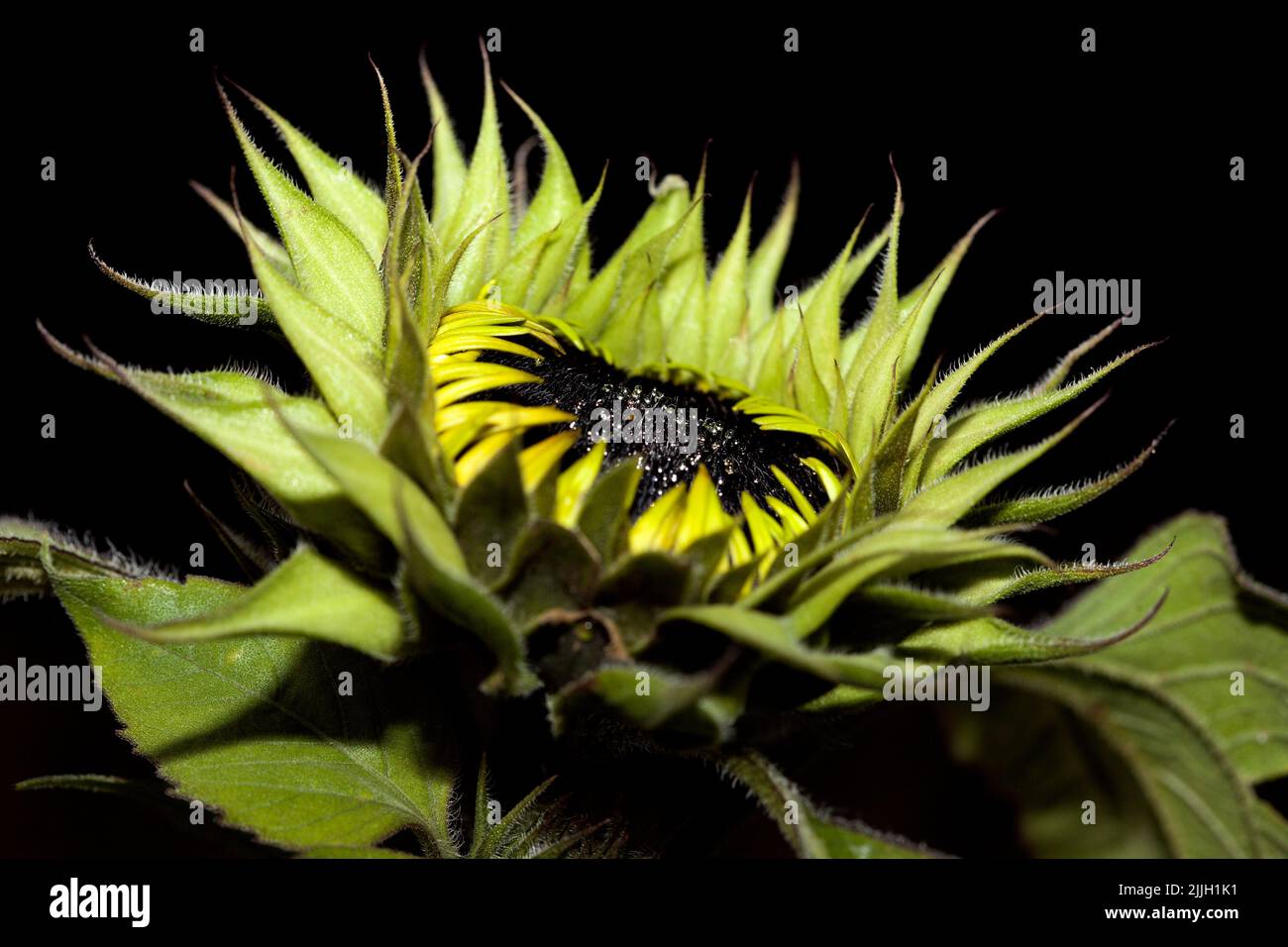 Closeup, macro of a sunflower in green. A common sunflower in late ...