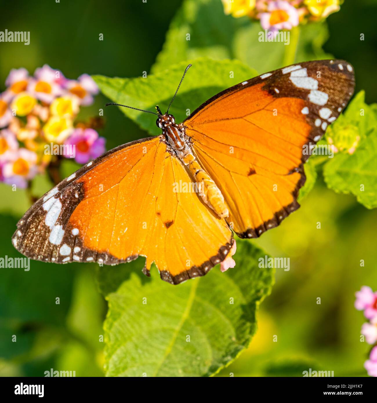 A plain Tiger on a flower for pollen Stock Photo - Alamy