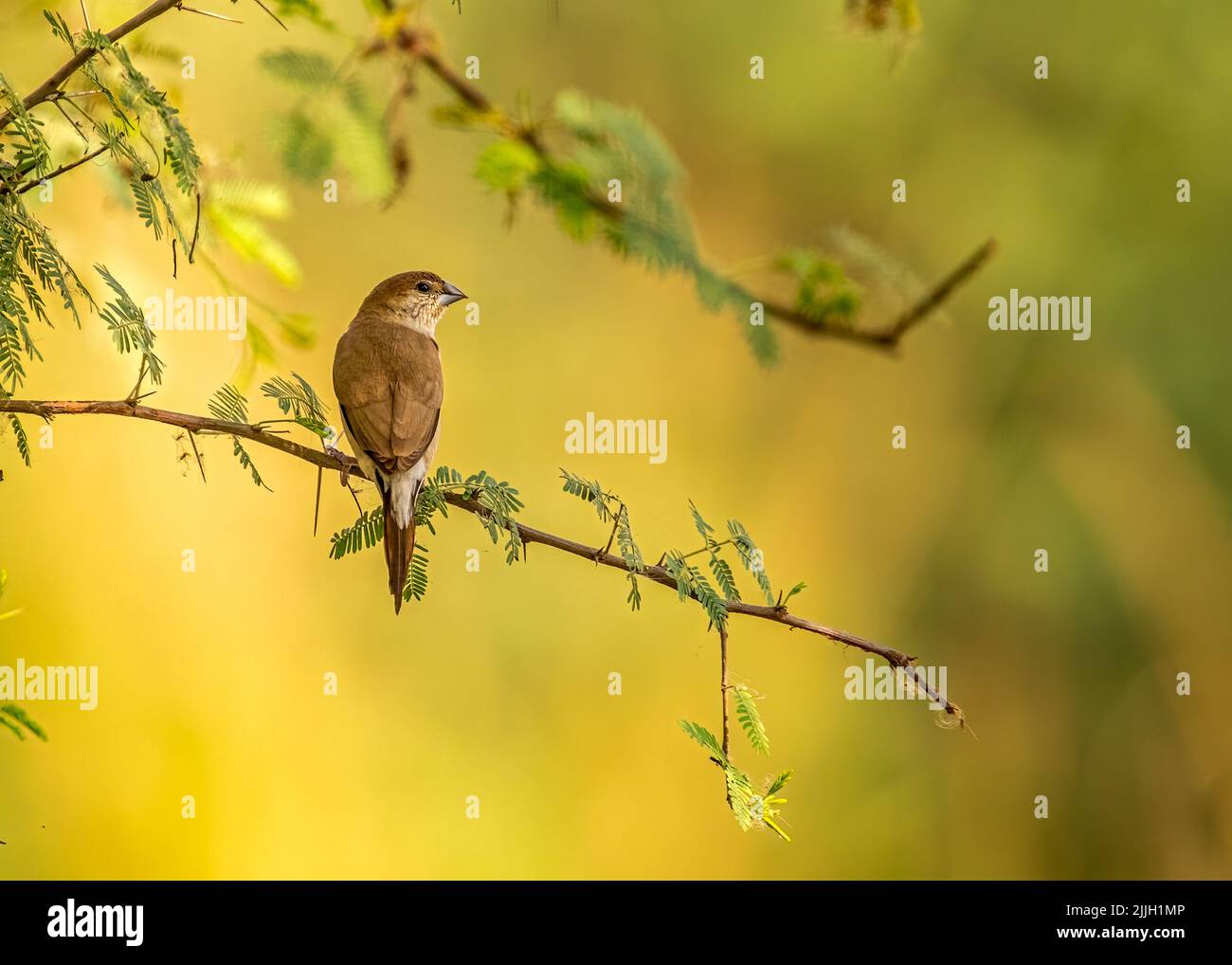 A Silver bull in its habitat resting on a tree Stock Photo - Alamy