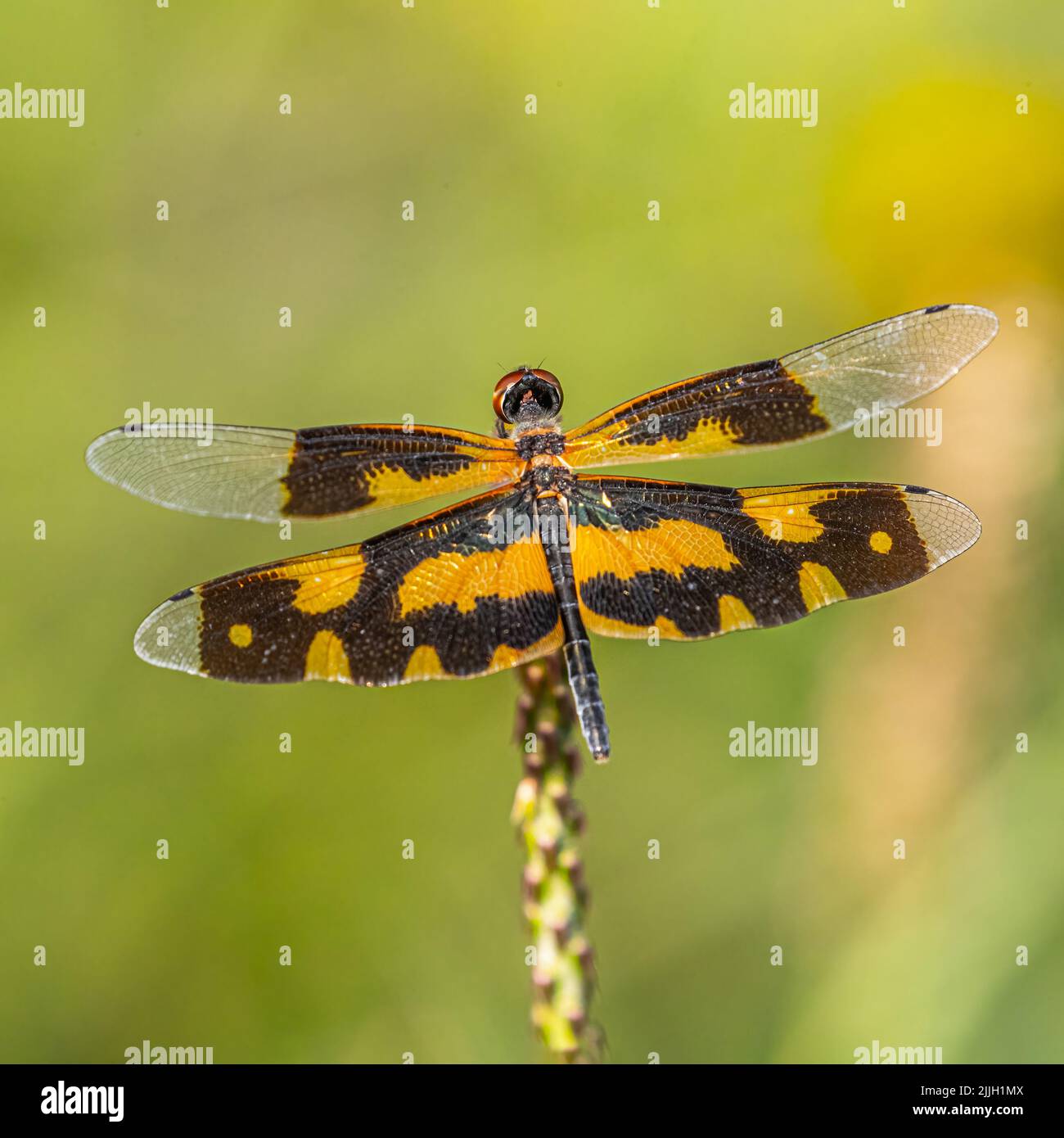 A Tiger Dragon fly on a branch resting Stock Photo - Alamy