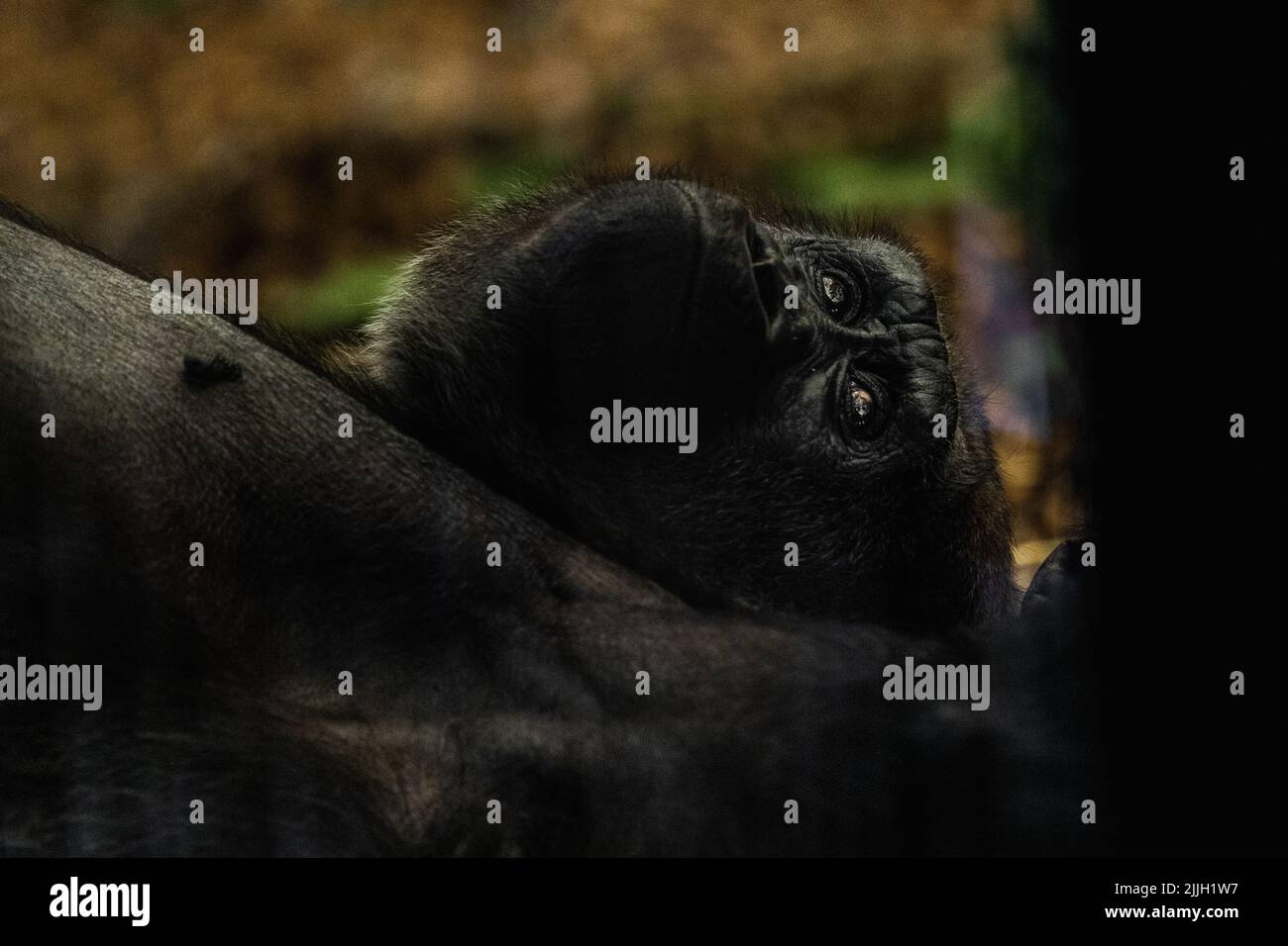 A huge gorilla monkey rests in a sack at London zoo with blurred ground ...