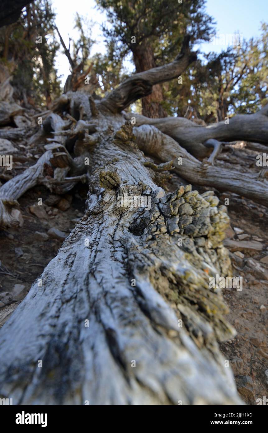 Gnarled fallen bristlecone pine in the Inyo National Forest, California ...