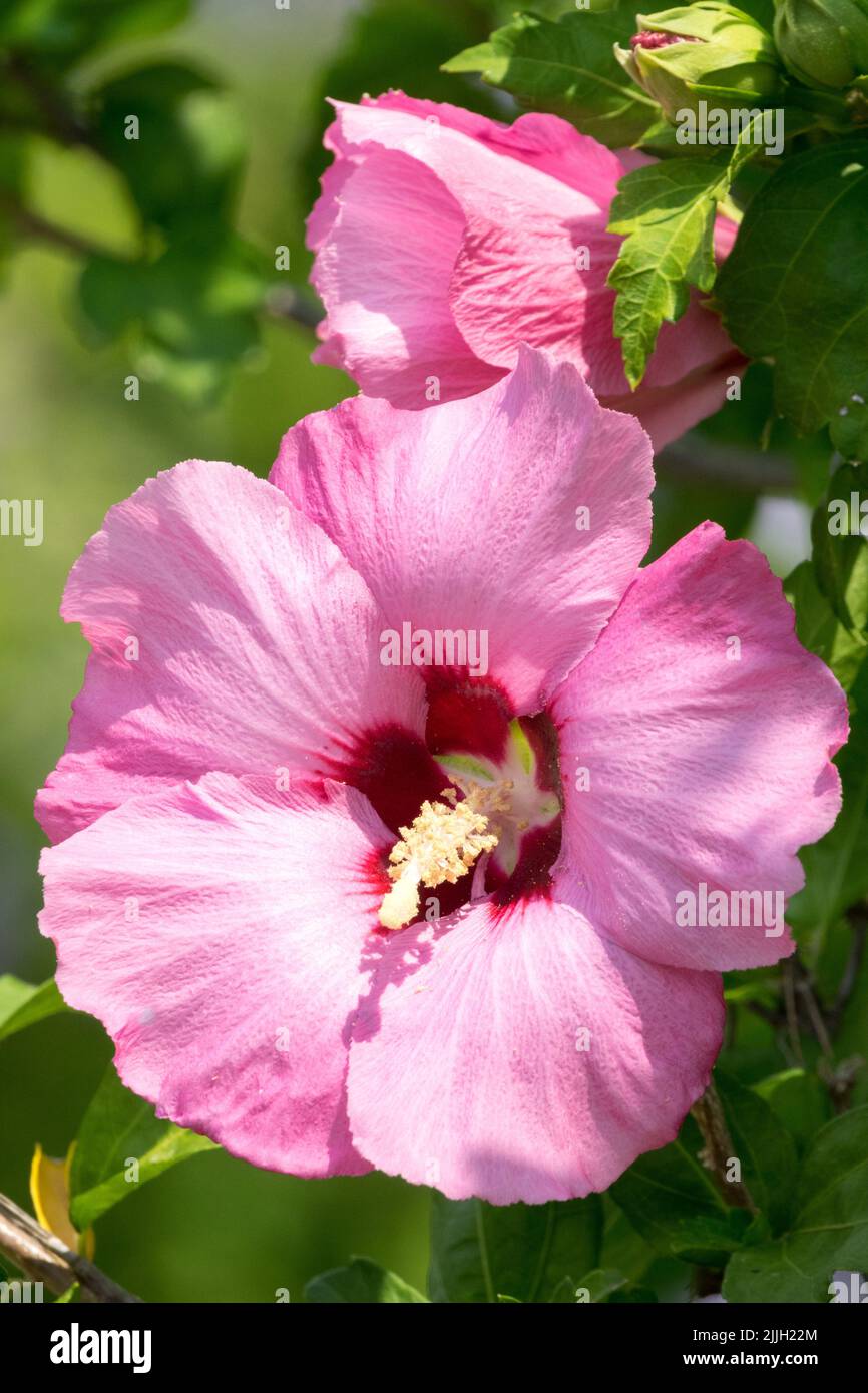 Hibiscus Aphrodite Flower Pink Hibiscus Syriacus Aphrodite