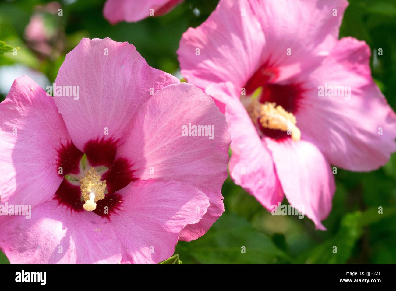Althea Flower Hibiscus Aphrodite Hibiscus Syriacus Pink Roses Of